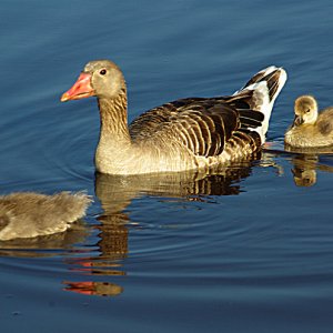 burgenland | DPReview Forums