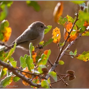 Bushtit feeding | DPReview Forums