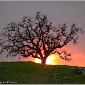 Fiery Oak | DPReview Forums