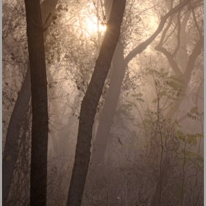 Primal forest | DPReview Forums