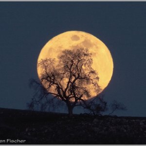 Oak moon silhouette | DPReview Forums
