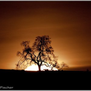 Oak moon silhouette | DPReview Forums