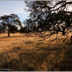 Oak moon silhouette | DPReview Forums