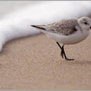 point-reyes | DPReview Forums