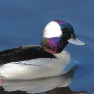 nikon-d40x | DPReview Forums