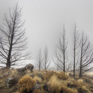 ghost forest | DPReview Forums