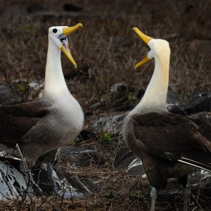 albatross | DPReview Forums