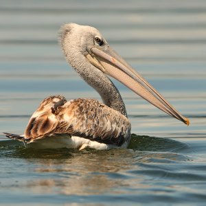 lake-naivasha | DPReview Forums