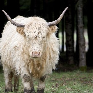 highland-cattle | DPReview Forums