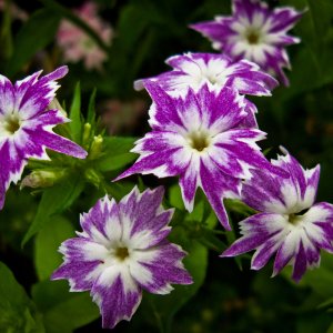 raw-files | DPReview Forums