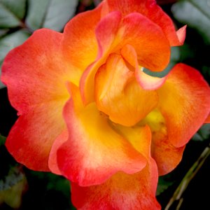 ROSE ON FIRE | DPReview Forums