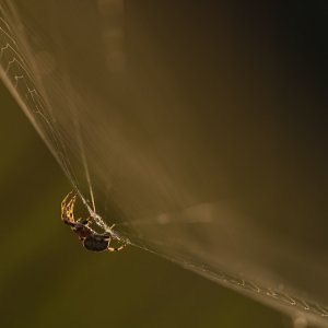 araignee | DPReview Forums