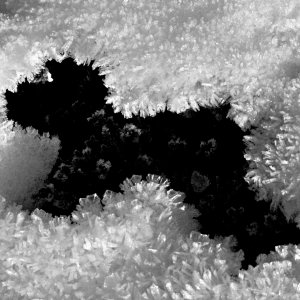 Dog in ice | DPReview Forums