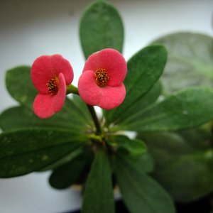 Flower | DPReview Forums