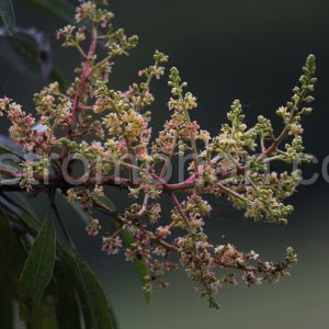 Astromohan_Russia39 | DPReview Forums