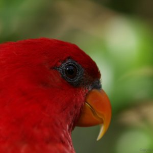 Red Lory | DPReview Forums