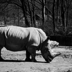 b-and-w | DPReview Forums